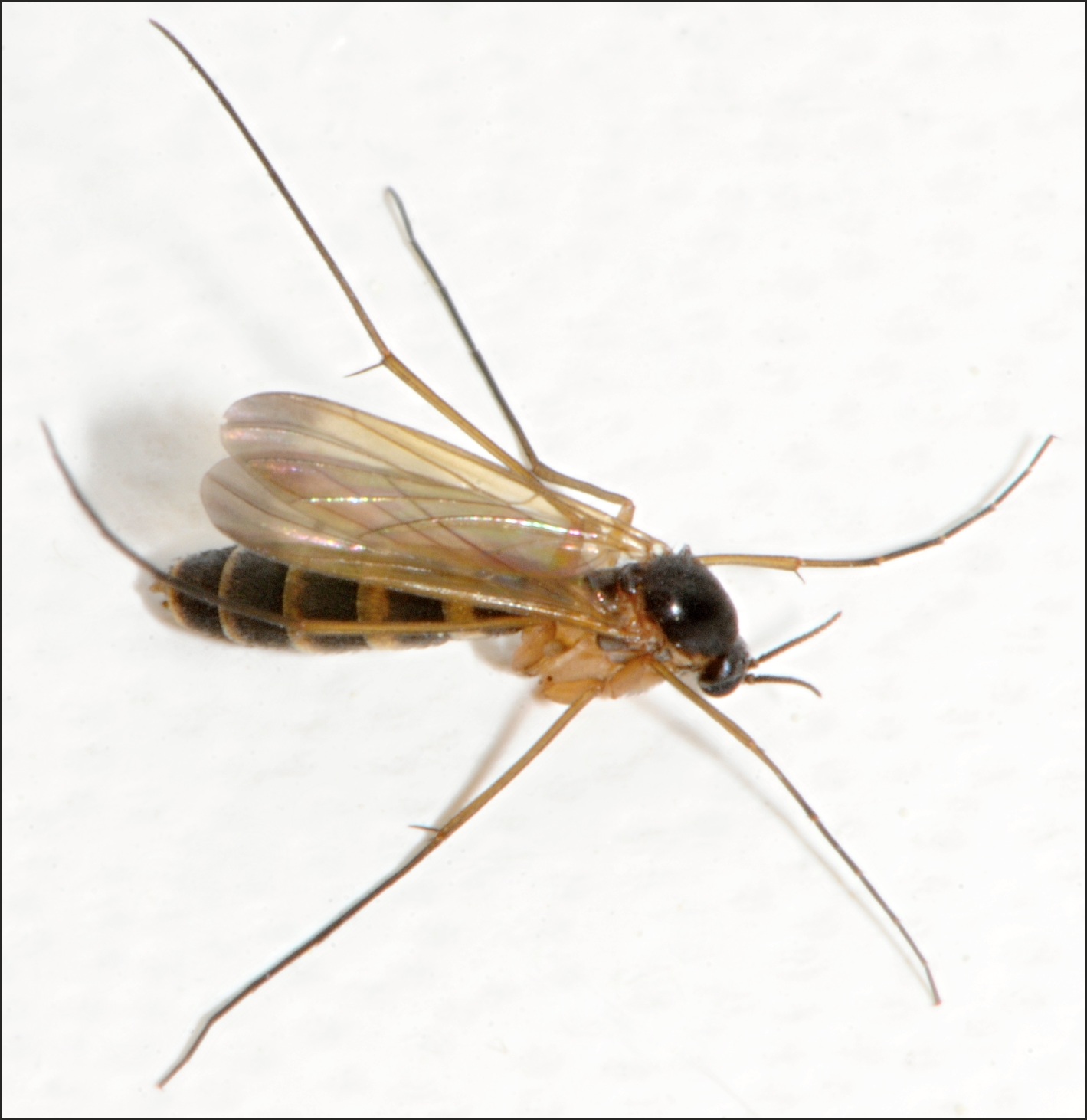 Diptera.info - Discussion Forum: Keroplatidae_Orfeliini (female)